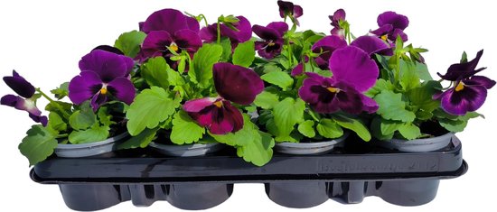 Viooltjes Roze 12 stuks - Winterviooltjes - Grootbloemige violen - 12 ...