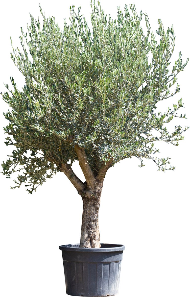 Olijfboom Olea europaea 200 cm | bol