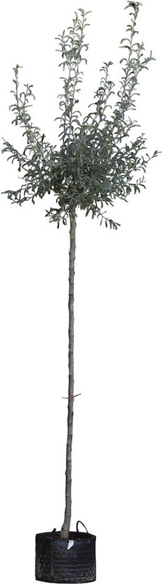 Bomenbezorgd.nl - Boom - Wilgbladige Treur Sierpeer - 220 cm Stamhoogte ...