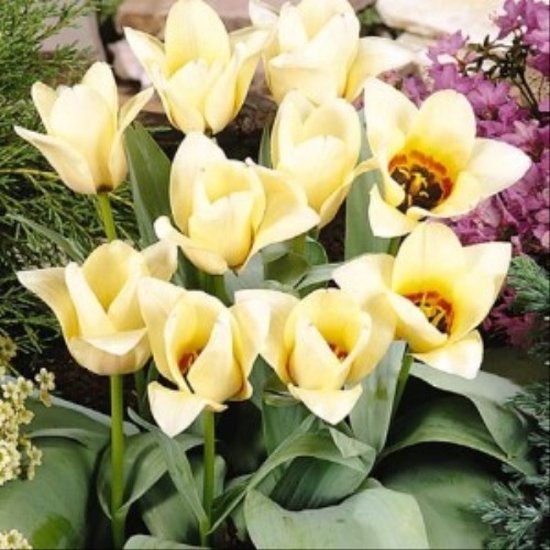 Tulp Mieke Telkamp 20 stuks | bol.com