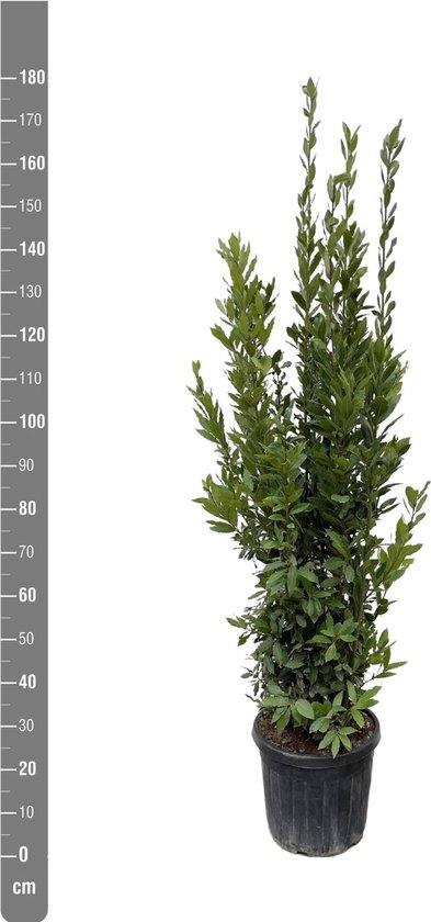 Laurus Nobilis struik - Laurier XL | bol.com