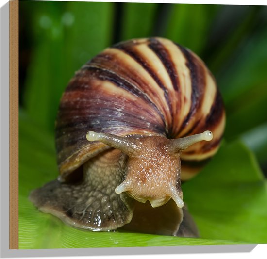 Hout - Slak met gestreepte schelp zit op blad in een tuin - 50x50 cm ...