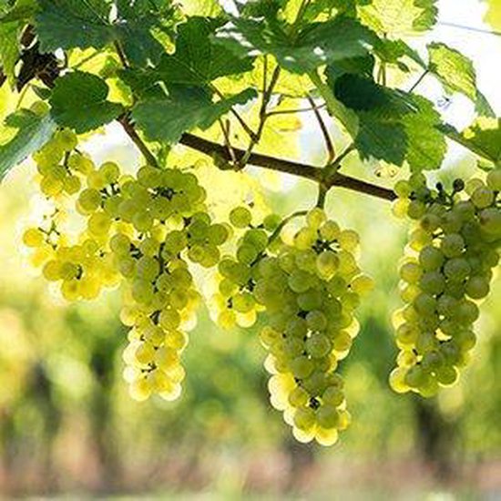 Witte Druivenplant - Vroege van der Laan | bol.com