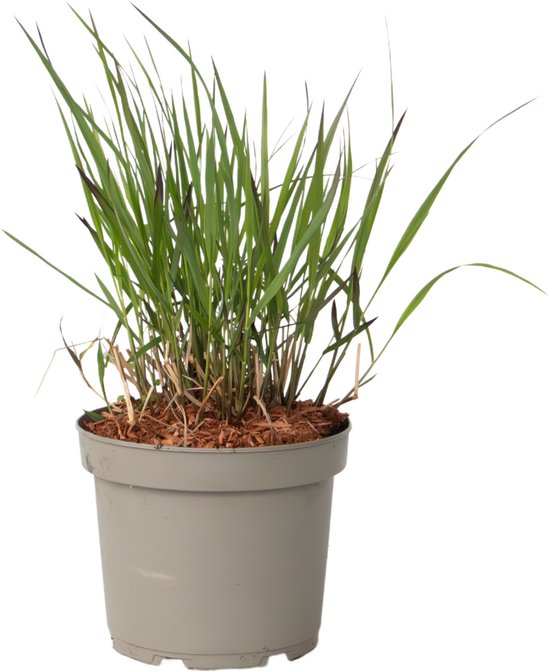 Plant in a Box - Vingergras - Panicum Virgatum 'Squaw' - Hoogte 40-60cm ...