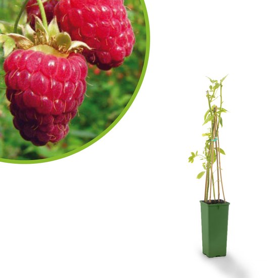 Framboos Tulameen - frambozenstruik geeft grote en sappige vruchten ...