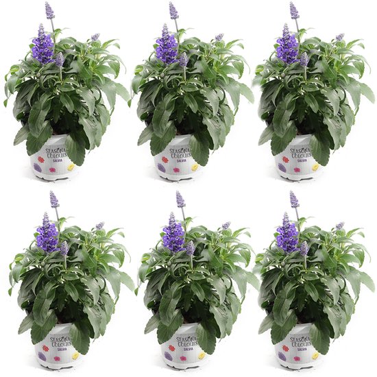 Salvia Mystic Spires Blue - Salie - Ø12 cm - 6 stuks | bol