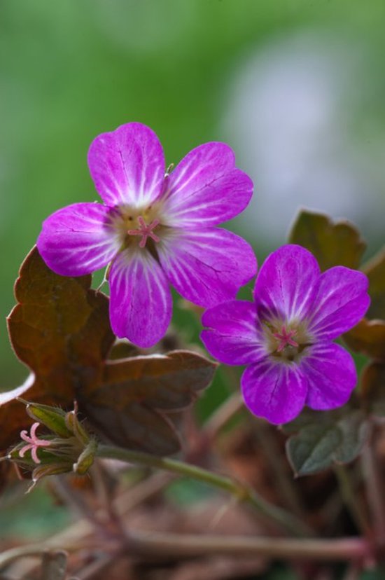 Plants Online - Tuinplanten - Vaste planten - Set van 3 - Geranium ...