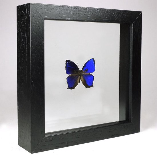 Opgezette Vlinder in Zwarte Lijst Dubbelglas - Ptychandra Negrosensis ...