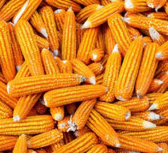 Maiskolven gedroogd 5kg (ca. 25 kolven) | bol
