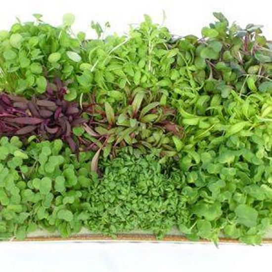 MIX BROCCOLI CRESS RADISH DAIKON microgreen zaden 30G | bol.com