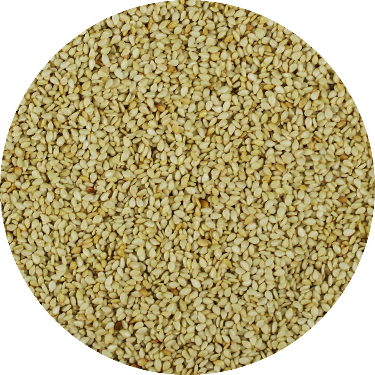 Van Beekum Specerijen - Sesamzaad Geroosterd - 20 KG - Zak (bulk ...