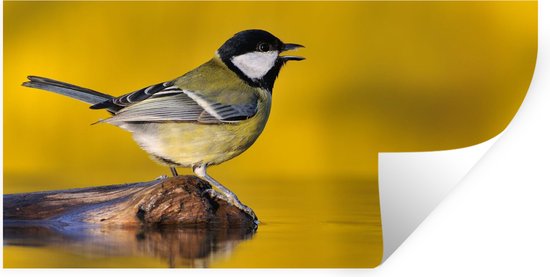 Muurstickers - Sticker Folie - Koolmees - Vogel - Water - 40x20 cm ...