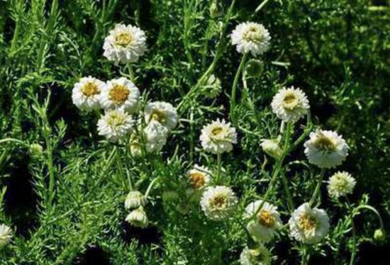 6 x Chamaemelum nobile 'Ligulosum' ROOMSE KAMILLE , LOOPKAMILLE in pot ...