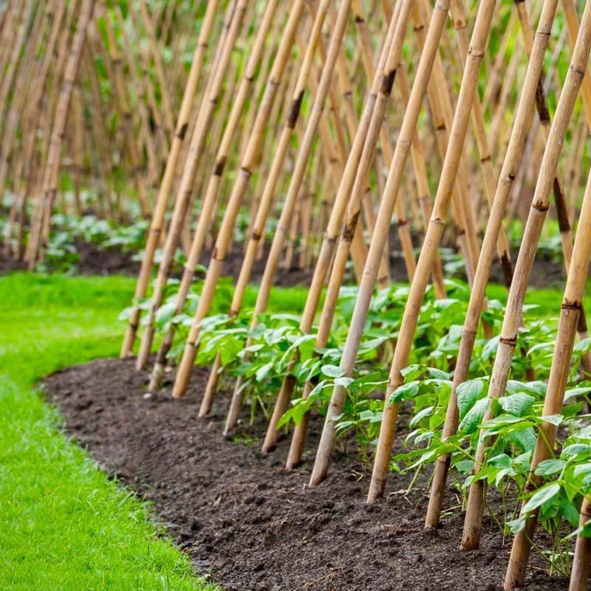 Ferrarium 25 stuks 61cm bamboestokken 8/10mm - bamboe stokken ...