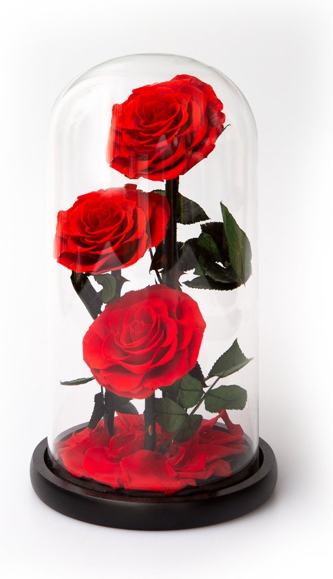 Cupido’s Choice ® Roos in Stolp | 3 Echte Rode Roos | Luxe Giftbox | XL ...