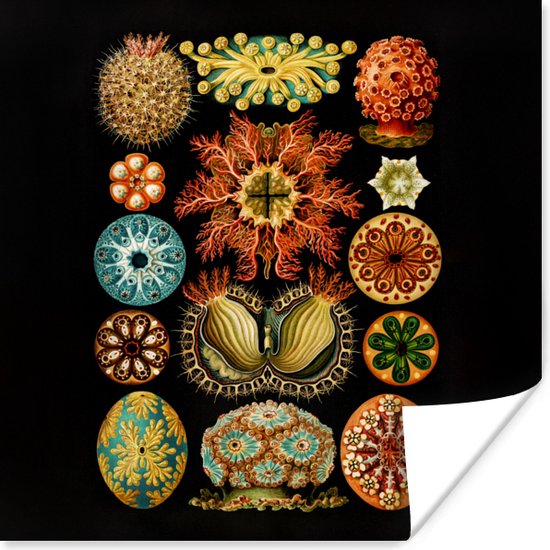 Poster Vintage - Ernst Haeckel - Zeedier - Natuur - Zee - Kunst - 50x50 ...