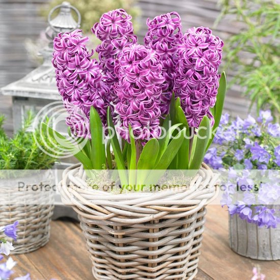 Hyacint - Hyacinthus - Paul Herman - Bloembollen - 15 stuks - Paars ...