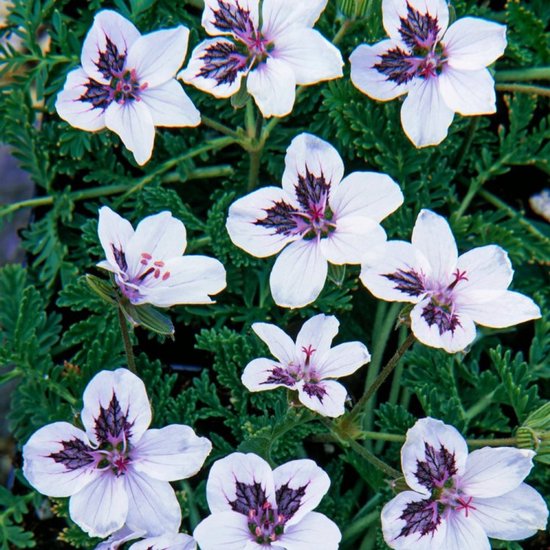 Plants Online BV - Planten - Tuinplanten - Vaste planten - Set van 3 ...