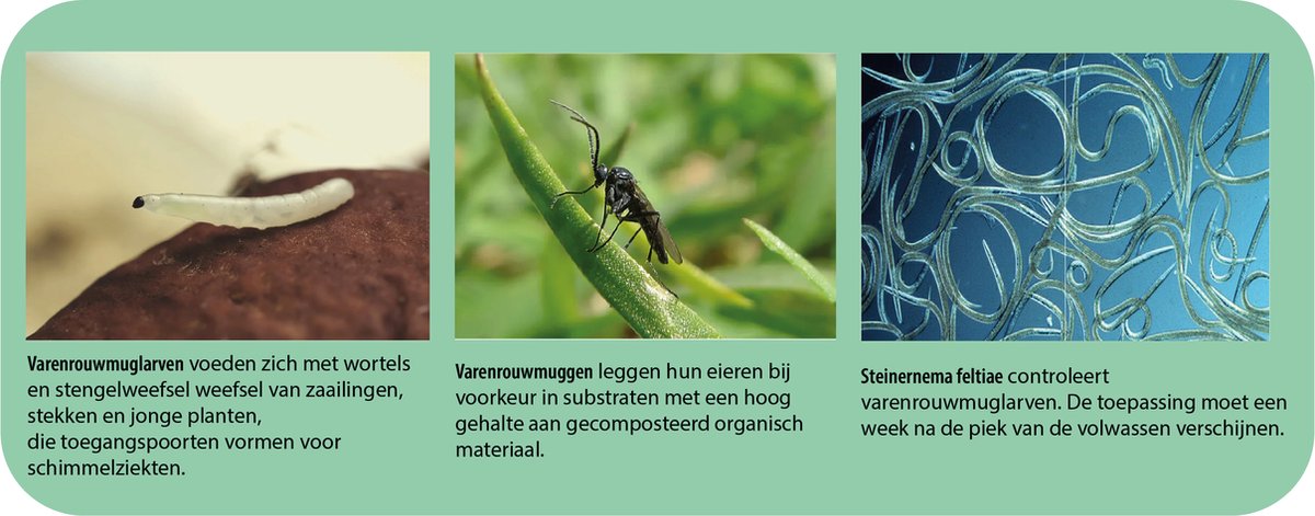 Aaltjes Tegen Rouwvliegjes 100m2 - Bodeminsecten Natuurlijk Plaagbeheer ...