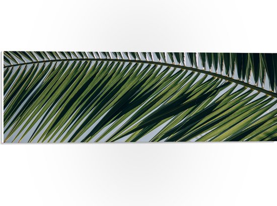 PVC Schuimplaat - Schuingroeiende Tropische Palmbladeren - 60x20 cm ...