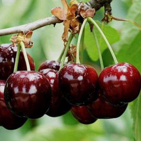 25 Stuks Zoete kers - Prunus avium 25x - 60-90 cm Blote Wortel | bol