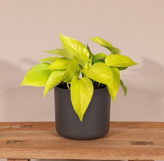 Epipremnum Golden Pothos - Scindapsus - 15cm - Ø12 | bol.com