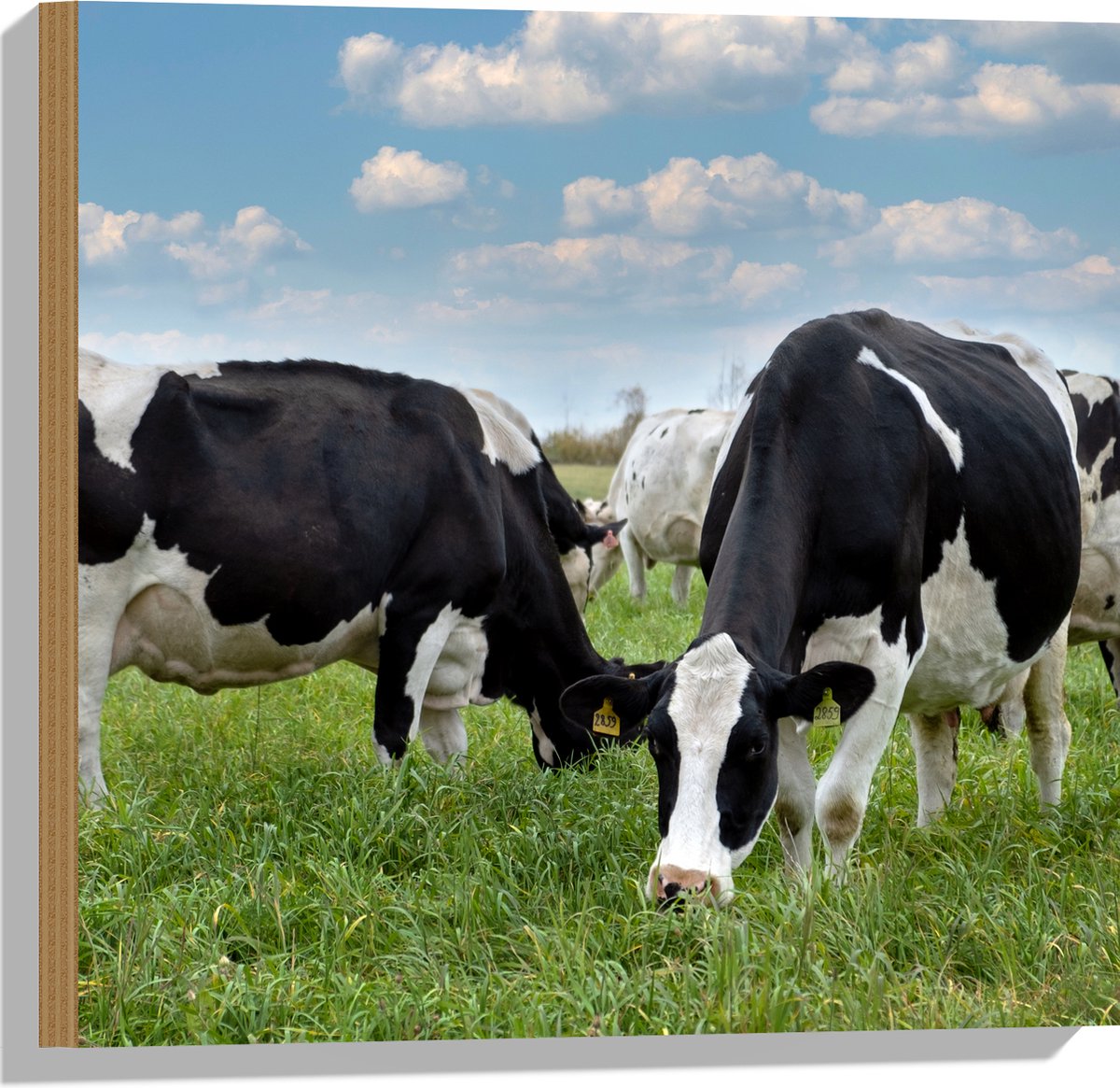 Hout - Kudde Koeien met Zwarte en Witte Vlekken - 50x50 cm - 9 mm dik ...