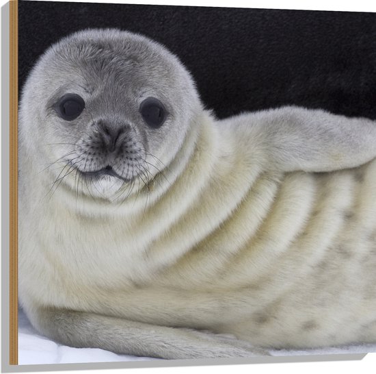 Hout - Liggende Poserende Baby Zeehond - 80x80 cm - 9 mm dik - Foto op ...