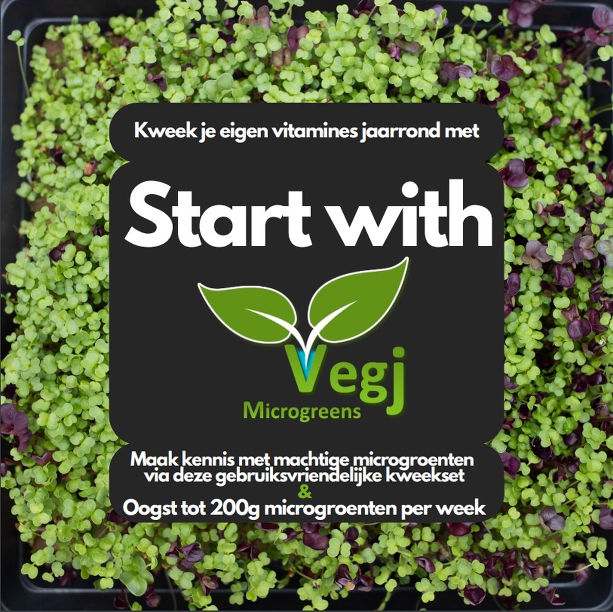 microgroenten kweekset 'Start With Vegj' - oogst wekelijks kraakverse ...