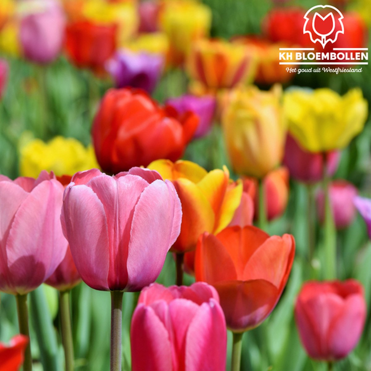 Verschillende kleuren Tulpenbollen Mix met 30 Tulpen Bollen ...