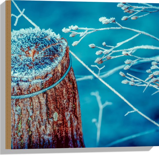 Hout - Paal - Hout - Boom - Takken - Knopjes - 50x50 cm - 9 mm dik ...