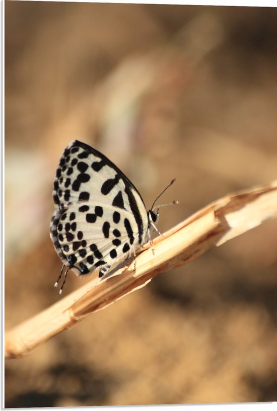 PVC Schuimplaat - Wit met Zwart Gestipte Vlinder op Dunne Tak - 50x75 ...