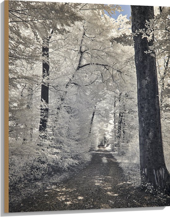 Hout - Pad - Bomen - Bossen - Planten - Wit - Bruin - 75x100 cm - 9 mm ...