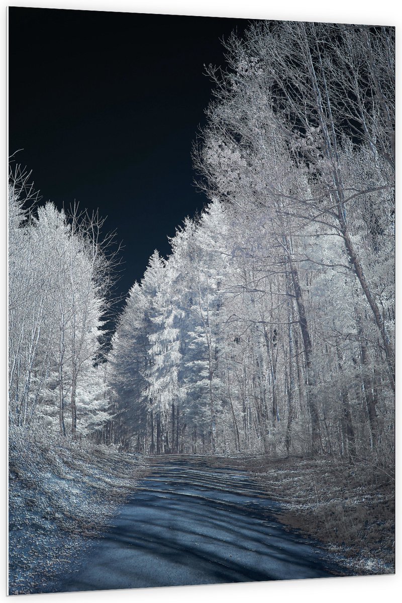 PVC Schuimplaat - Pad - Bomen - Bossen - Donker - Kleuren - 100x150 cm ...