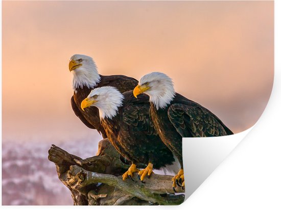 Muurstickers - Sticker Folie - Vogels - Natuur - Roofvogels - Arend ...