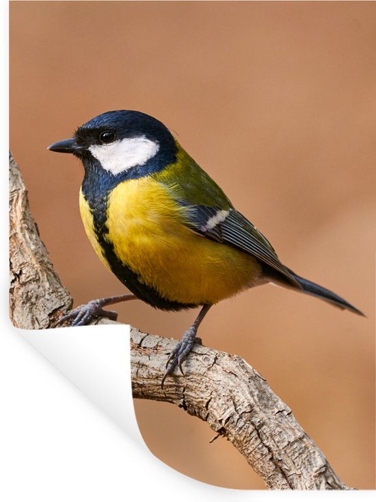 Muurstickers - Sticker Folie - Vogel - Koolmees - Takken - 90x120 cm ...