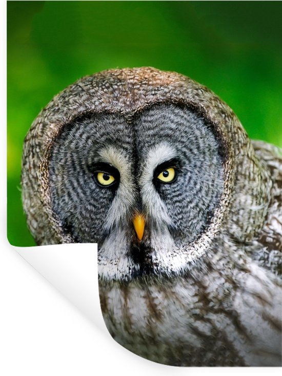 Muurstickers - Sticker Folie - Vogel - Uil - Dieren - Bruin - Portret - 30x40 cm -... | bol