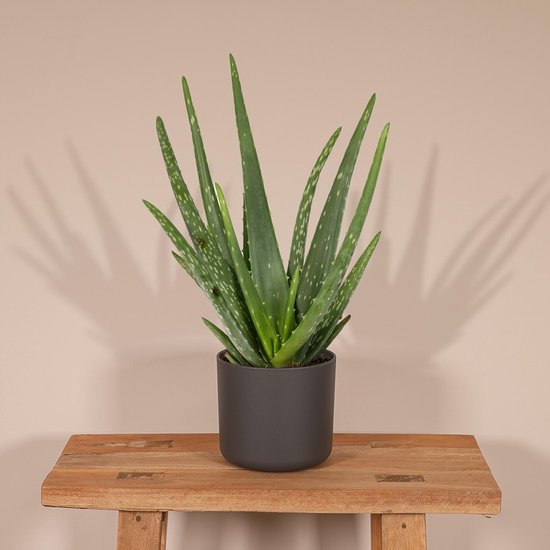 Hello Plants Echte Aloe Vera Plant - Ø 12 cm - Hoogte: 40 cm - Vetplant ...