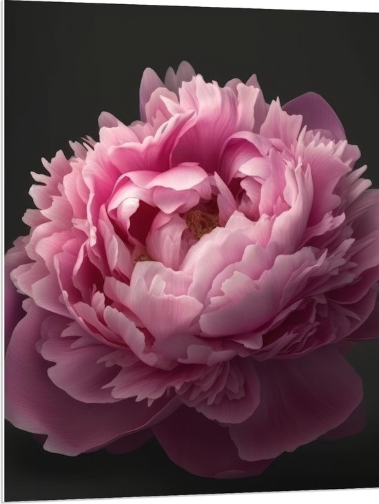 PVC Schuimplaat - Volle Chinese Pioenroos in het Roze - 75x100 cm Foto ...