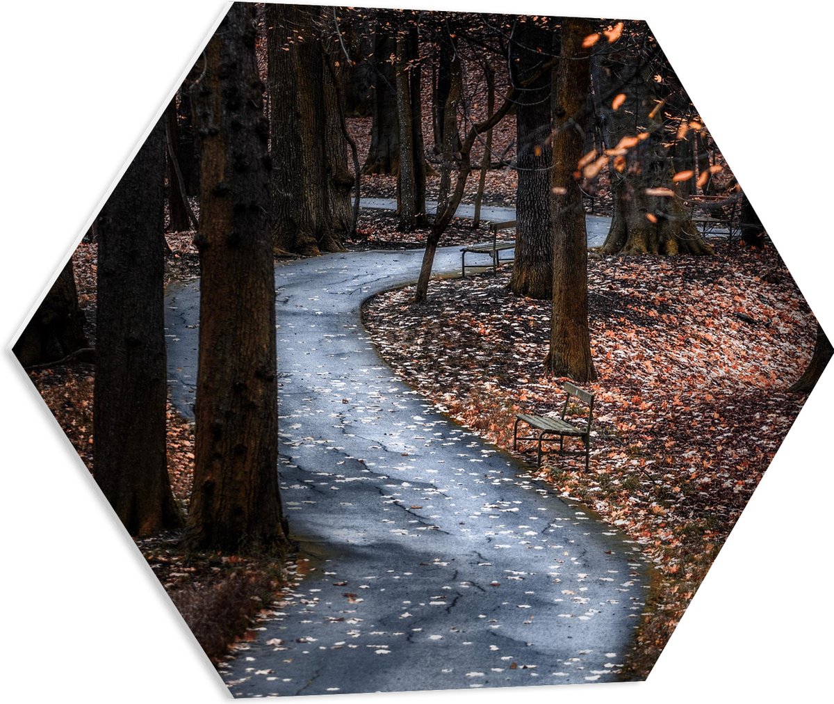 PVC Schuimplaat Hexagon - Voetpad - Bomen - Bossen - Bankjes - Bladeren ...