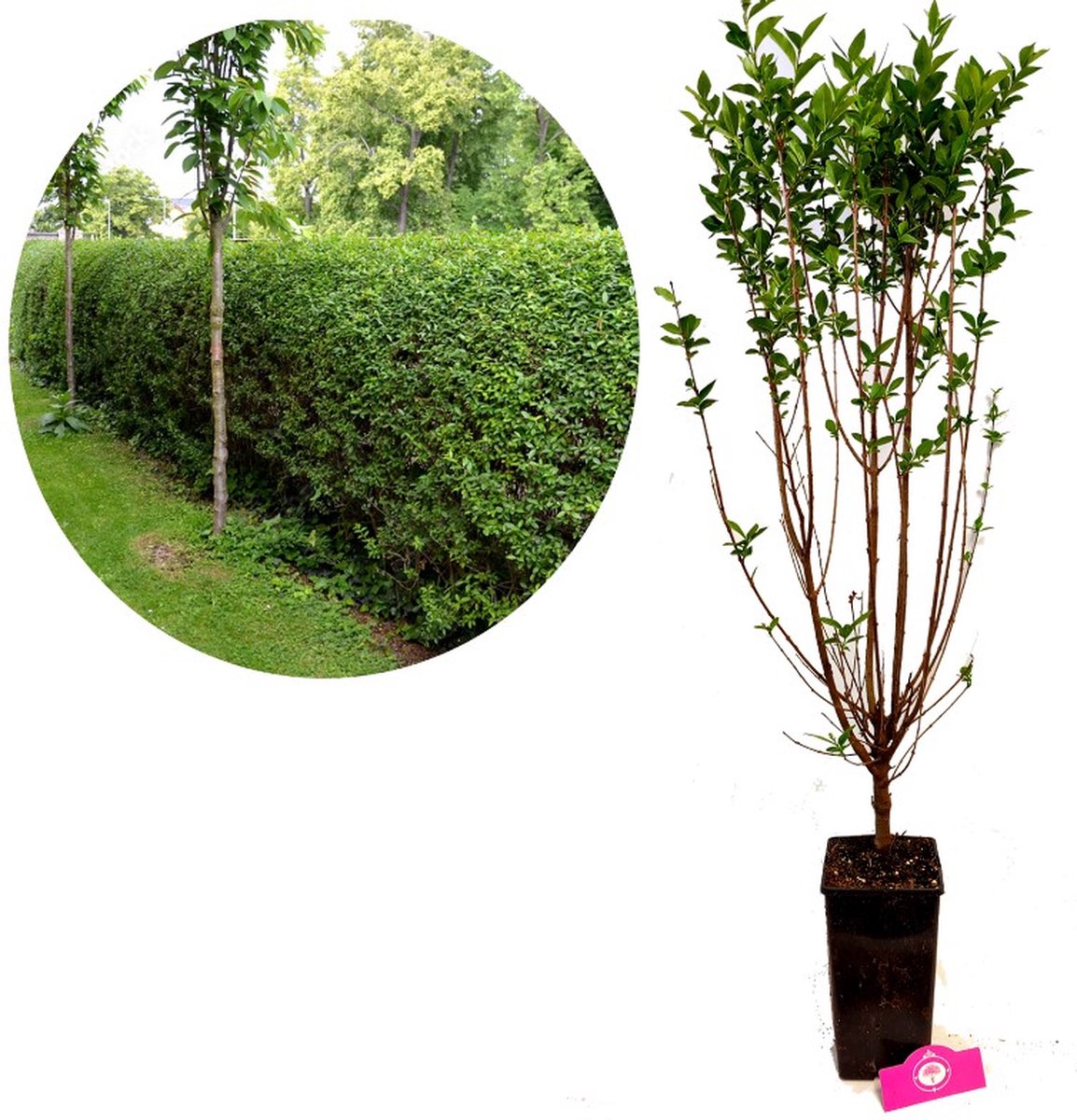 Ligustrum ovalifolium - Ligusterhaag - 3 liter pot | bol