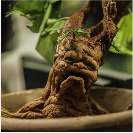 Poster (Mat) - Boom - Pot - Bladeren - Gezicht - 80x80 cm Foto op Posterpapier met een... | bol