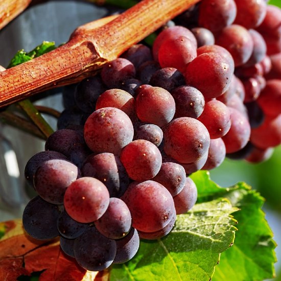 Tafeldruif - Vitis 'Cardinal' - 80-100 cm | bol