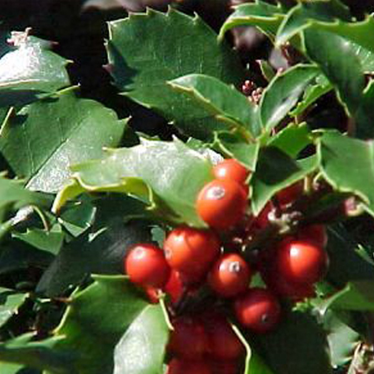 Hulst - Ilex meserveae 'Blue Princess' - 60-80 cm Kluit | bol.com