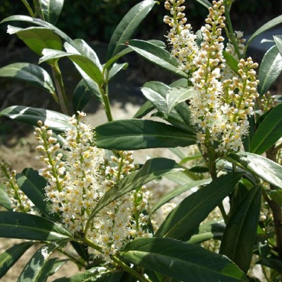 Laurierkers - Prunus laurocerasus 'Caucasica' - 60-80 cm | bol