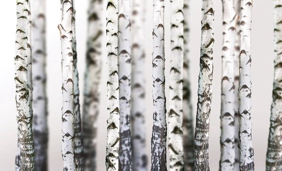 Fotobehang - Vlies Behang - Berkenbomen - Berken - Bomen - Bos - 416 x ...