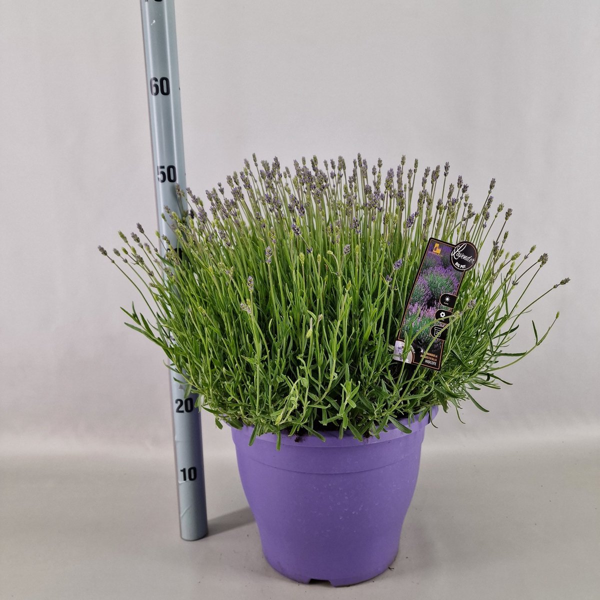 Lavandula lavendel angustifolia essence purple in grote pot ...