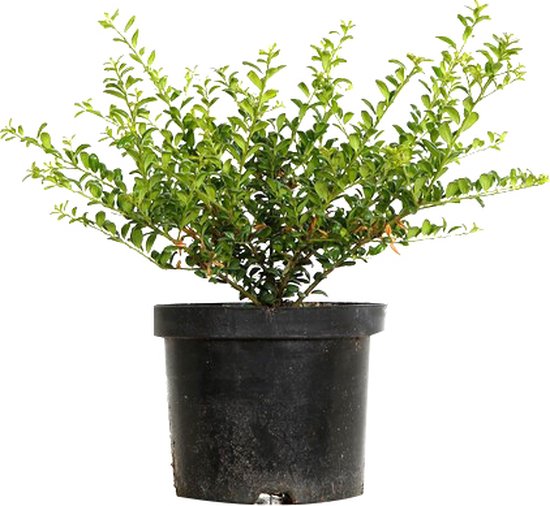 Hulst - Ilex crenata 'Convexa' 50-60 cm | bol