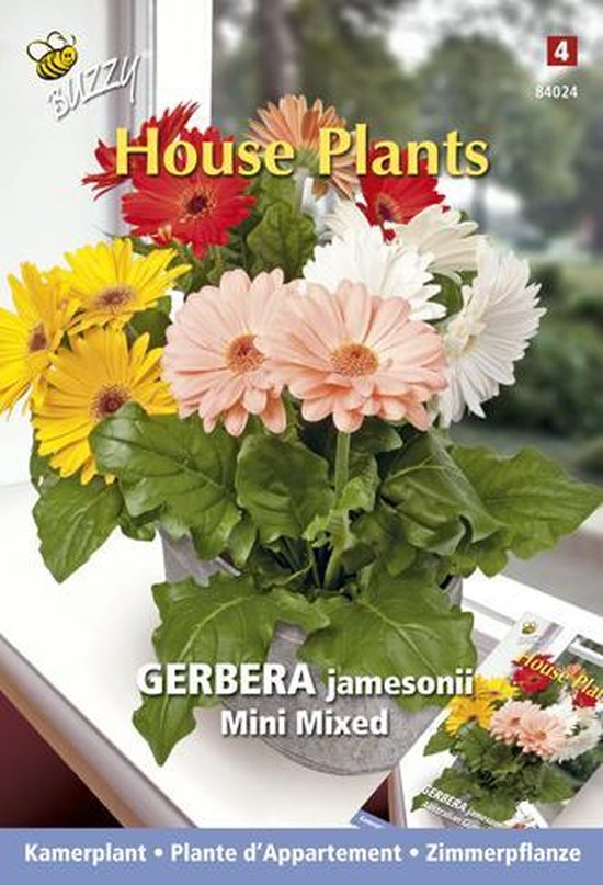 Buzzy® House Plants Gerbera mini gemengd | bol