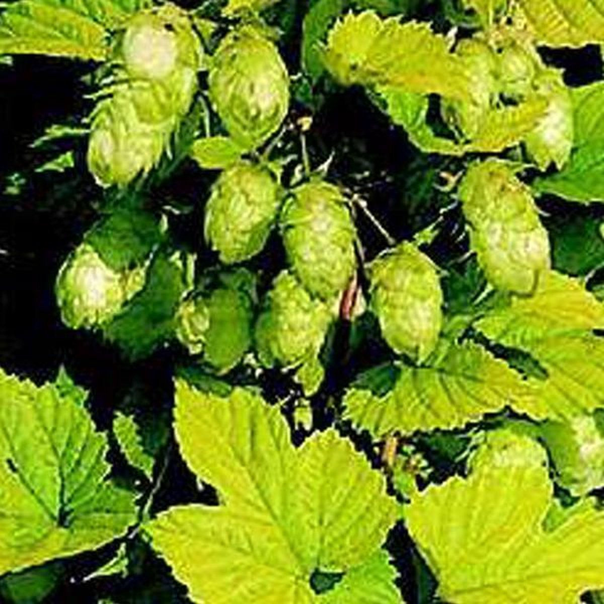 6 x Humulus Lupulus 'Aureus' - Houblon doré 'Aureus' godet 9cm x 9cm ...